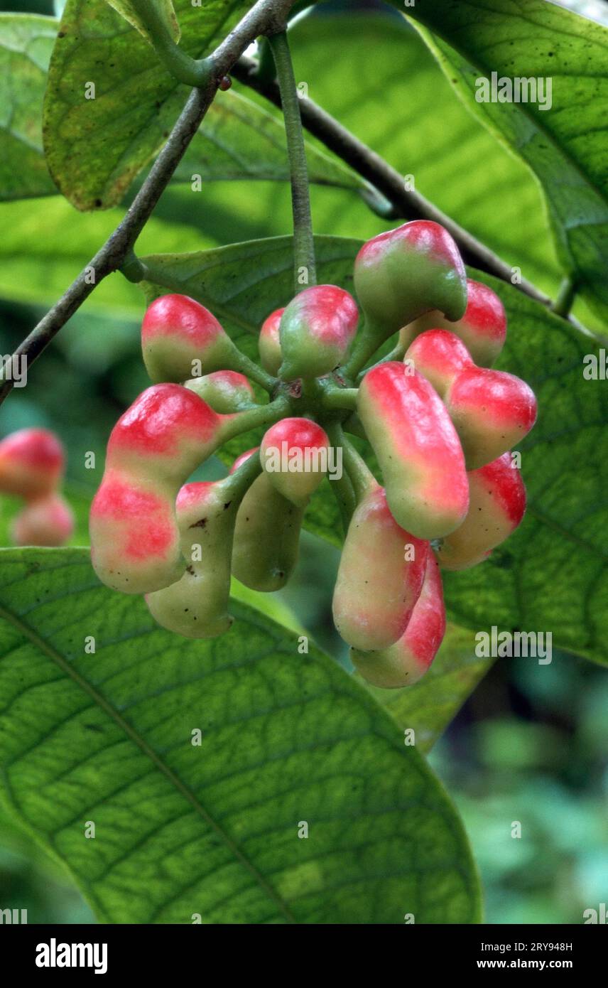 Guanacaste Tree (Enterolobium cyclocarpum), Elephant's Earpod ...