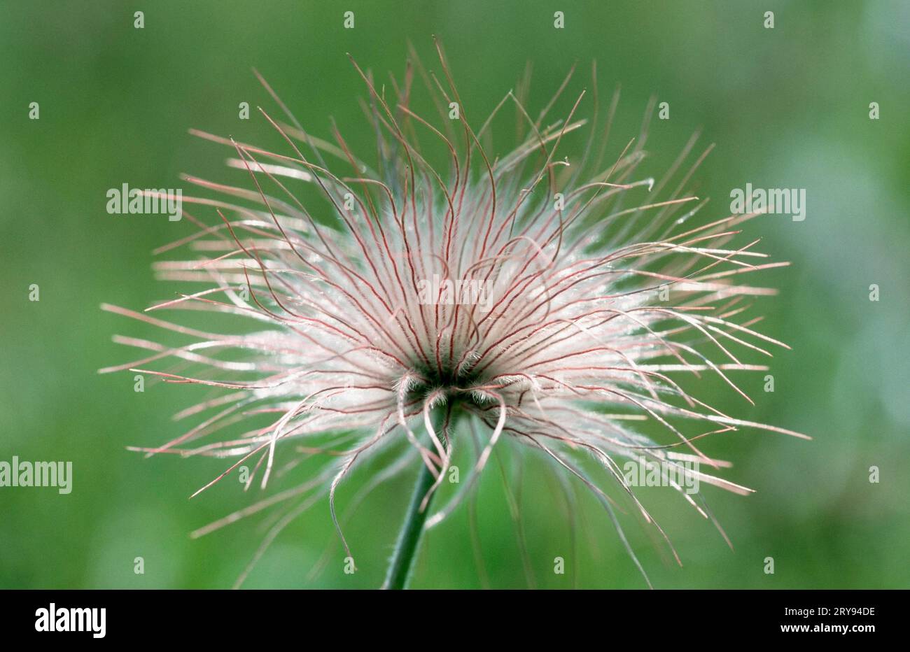 Pasque Flower (Pulsatilla vulgaris) in fruit, Oland, Sweden, pasque ...