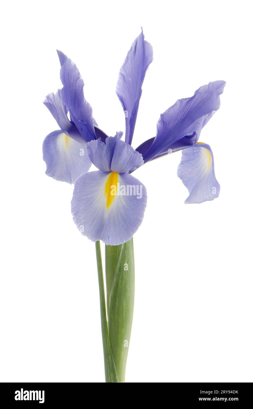 Flower purple Cut Out Stock Images & Pictures - Alamy