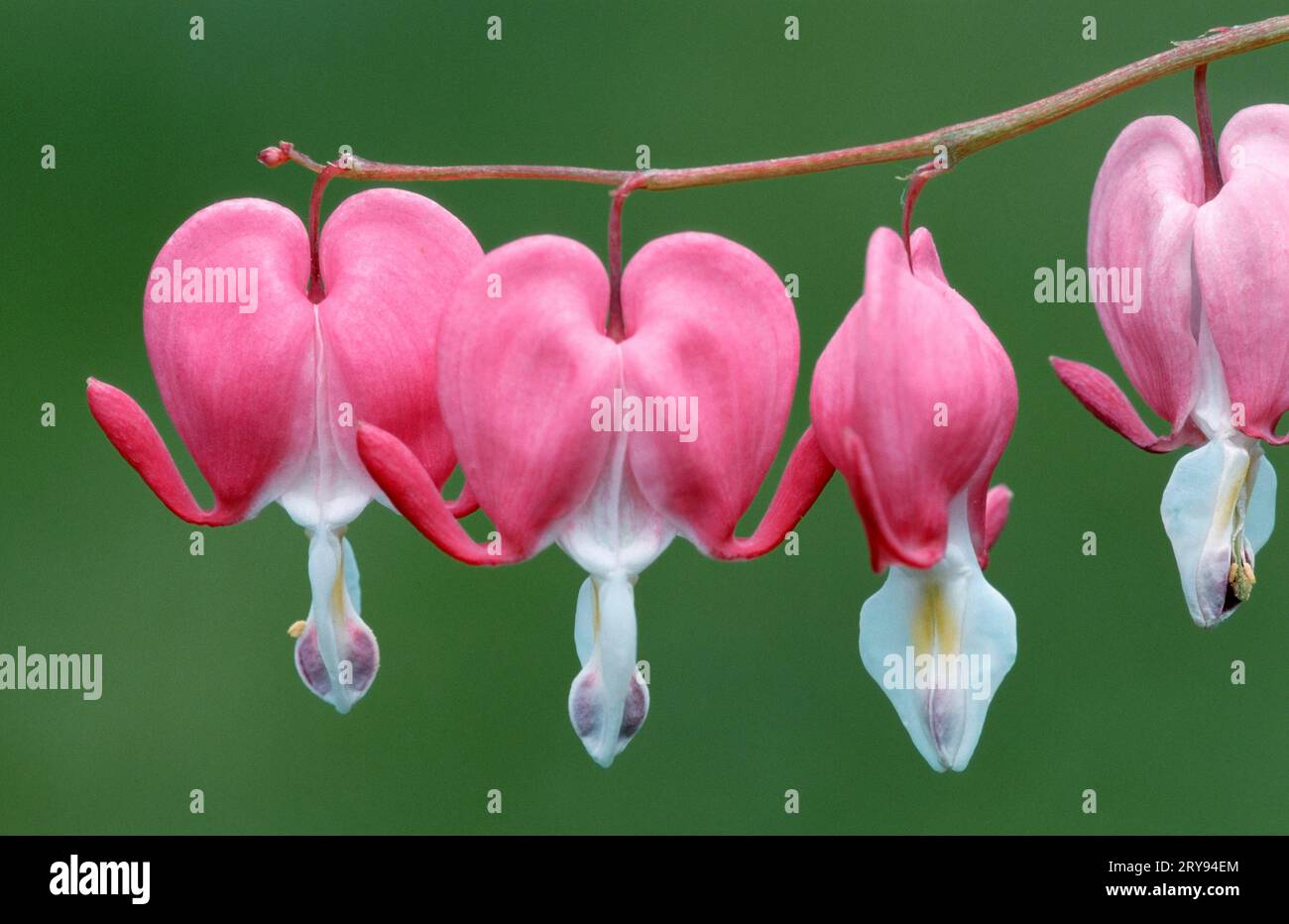 Bleeding heart (Lamprocapnos (Lamprocapnos spectabilis) (Dicentra ...