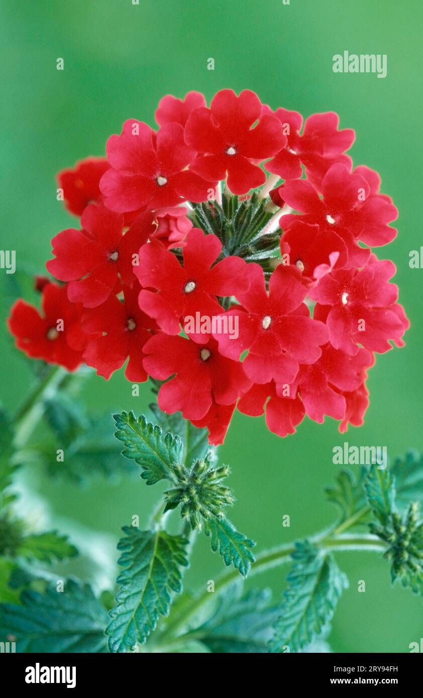 Vervain (Verbena peruviana Stock Photo - Alamy