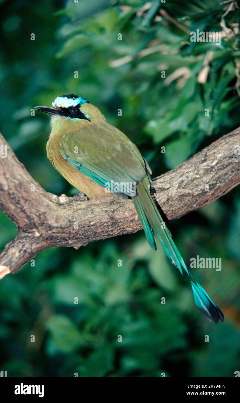 Blue-crowned Motmot (Momotus momota Stock Photo - Alamy