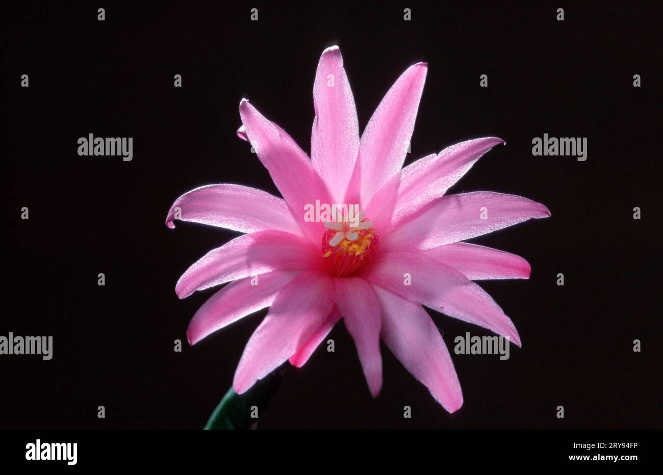 Cactus rhipsalidopsis rosea hi-res stock photography and images - Alamy