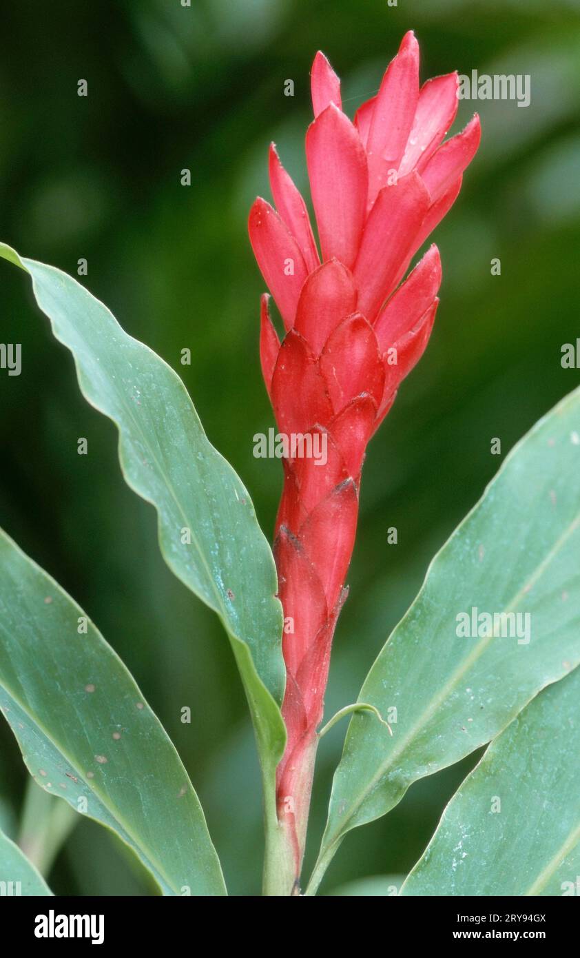 Red ginger (Alpinia purpurata Stock Photo - Alamy