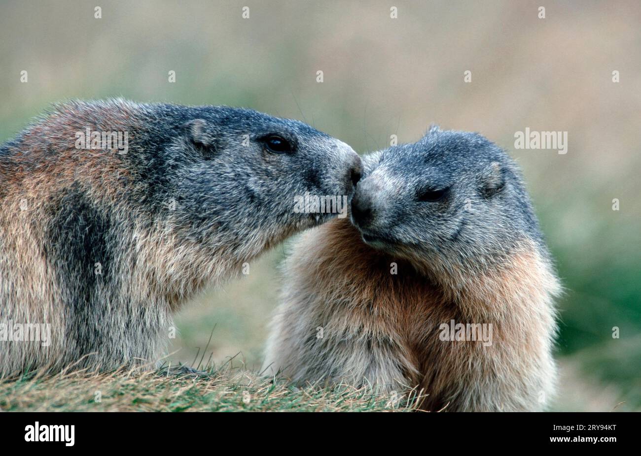 Alpine marmots (Marmota marmota), Berchtesgaden National Park, Bavaria ...