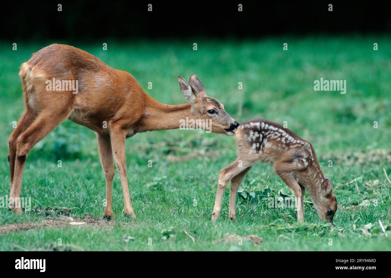 Roe Deer (Capreolus capreolus) doe with fawn, side Stock Photo - Alamy