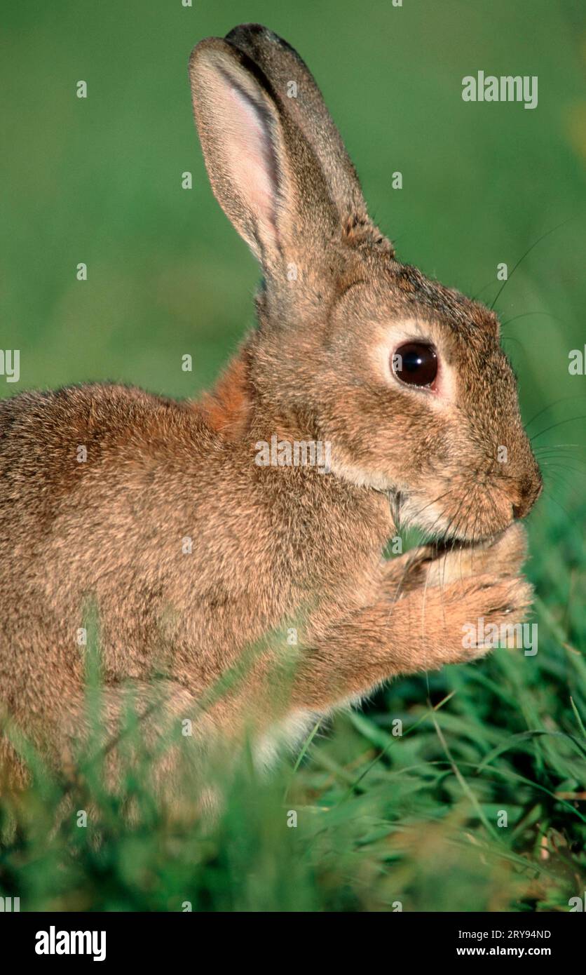 European Rabbit (Oryctolagus cuniculus), North Rhine-Westphalia ...