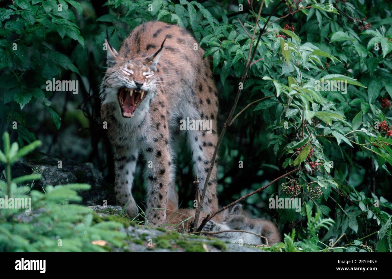 Eurasian lynx adult yawning hi-res stock photography and images - Alamy