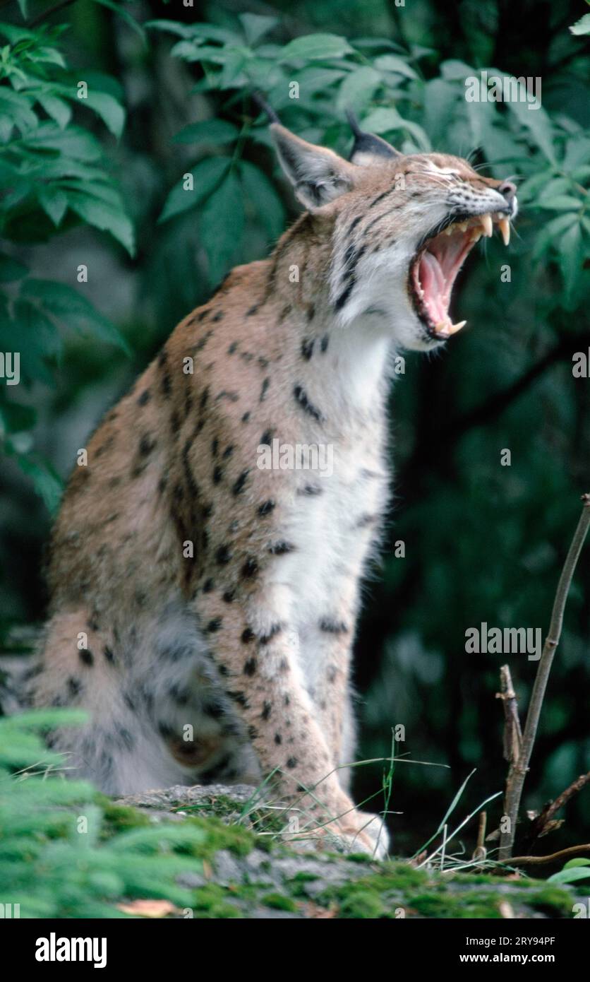 Eurasian lynx (Lynx lynx), yawning Stock Photo - Alamy