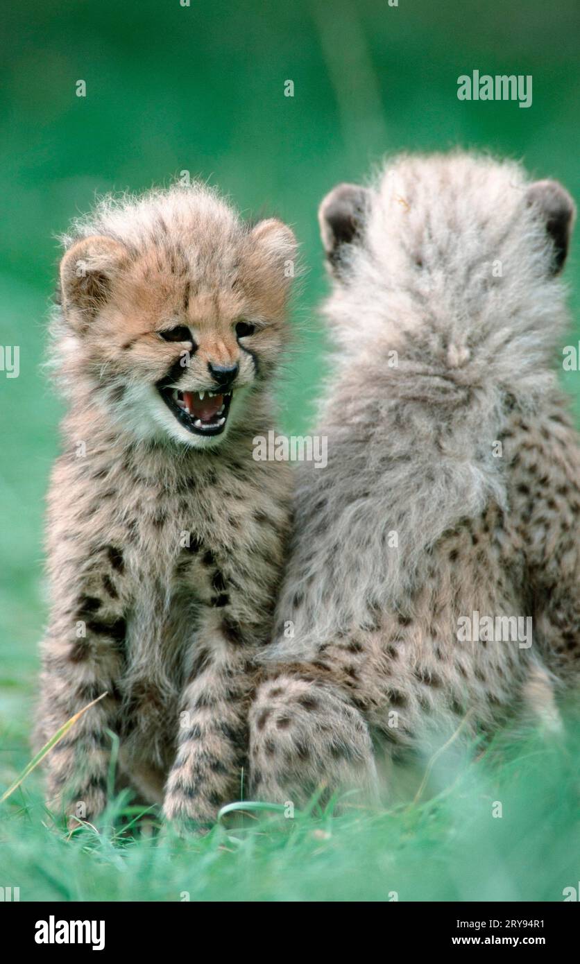 3 cheetah cubs hi-res stock photography and images - Alamy