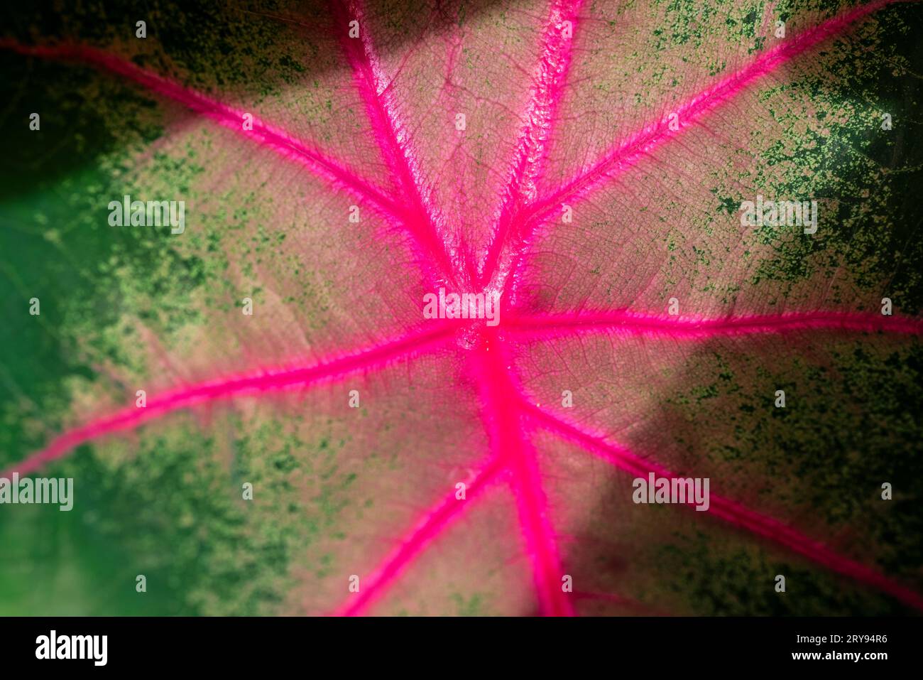 caladium bicolor in the amazonian rain forest,Perú Stock Photo - Alamy