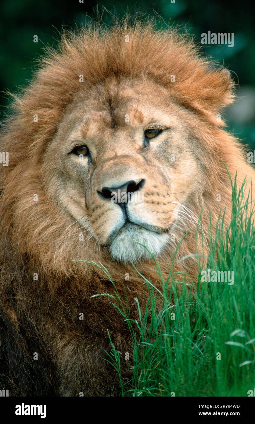 African lion (Panthera leo), maennlich (Loewe) (Saeugetiere) (mammals ...