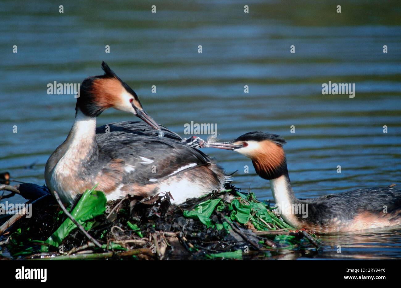 Great Crested Grebes (Podiceps cristatus), pair at nest, feeding chick ...