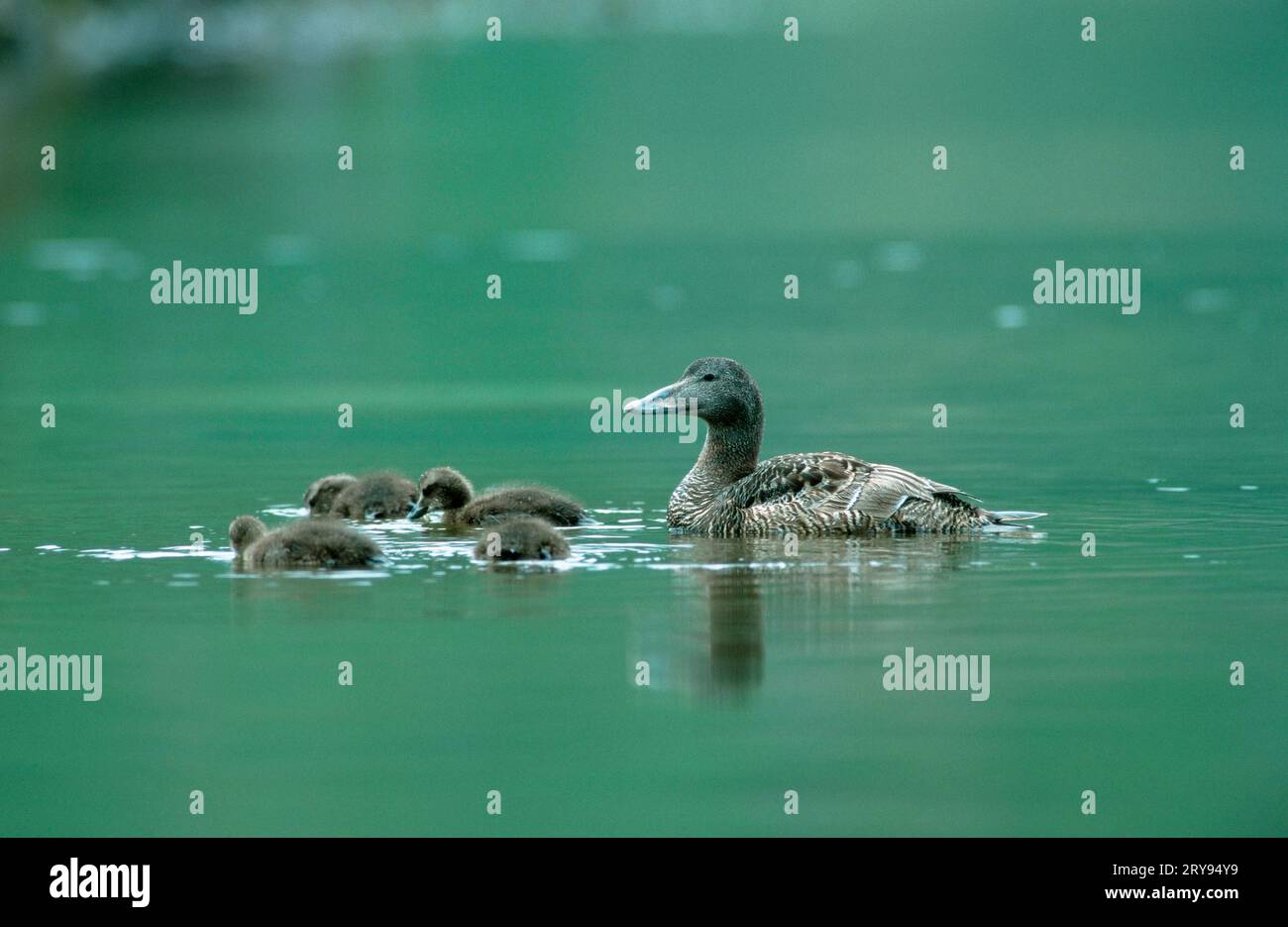 Eider, female with ducklings, Lofotes, Norway (Somateria mollissima ...
