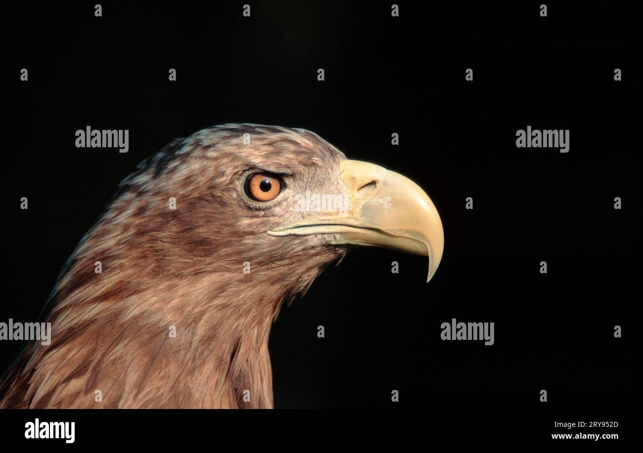 White-tailed Eagle (Haliaeetus albicilla), white-tailed eagle (Asia ...