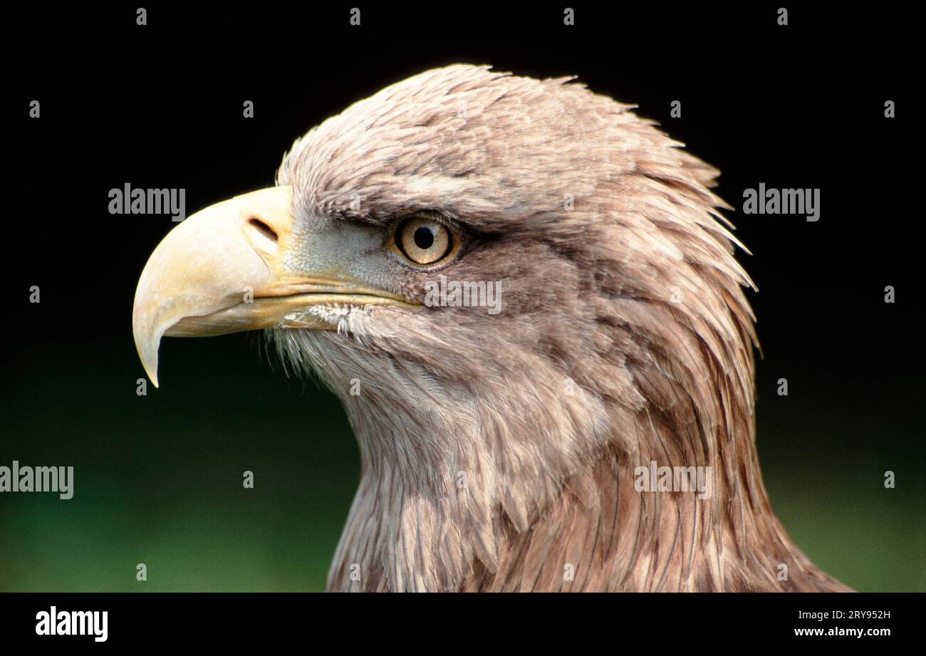 White-tailed Eagle (Haliaeetus albicilla), white-tailed eagle (Asia ...