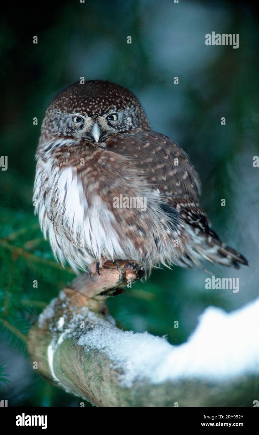 Eurasian Pygmy Owl (Glaucidium passerinum Stock Photo - Alamy