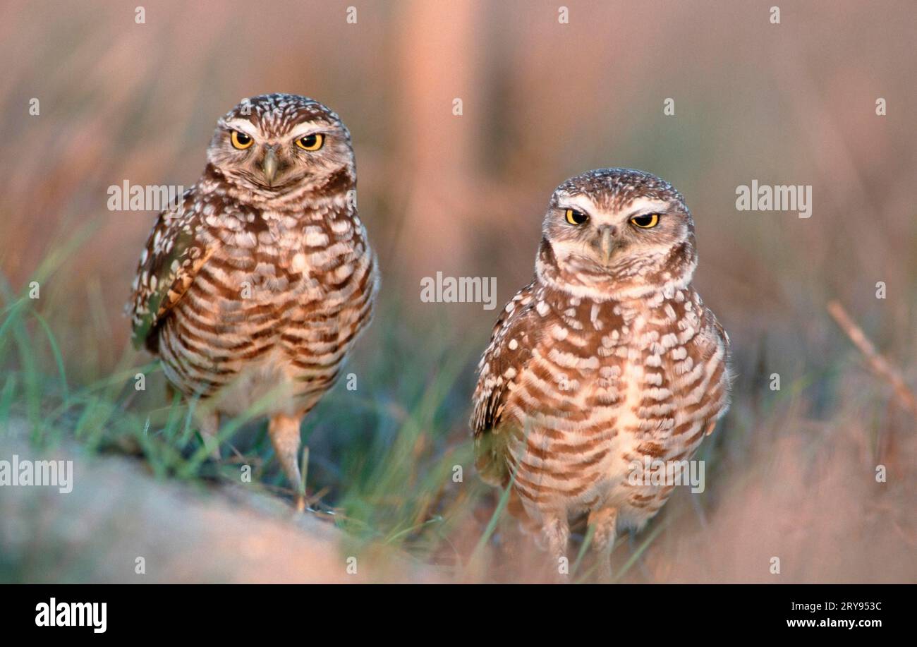 Burrowing Owls (Athene cunicularia), burrowing owl, pair (America ...