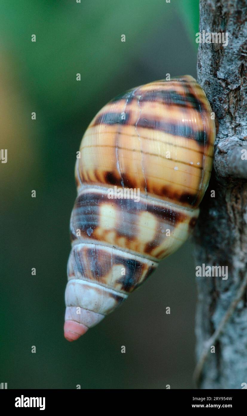 Florida tree snail (Liguus fasciatus), Everglades National Park ...