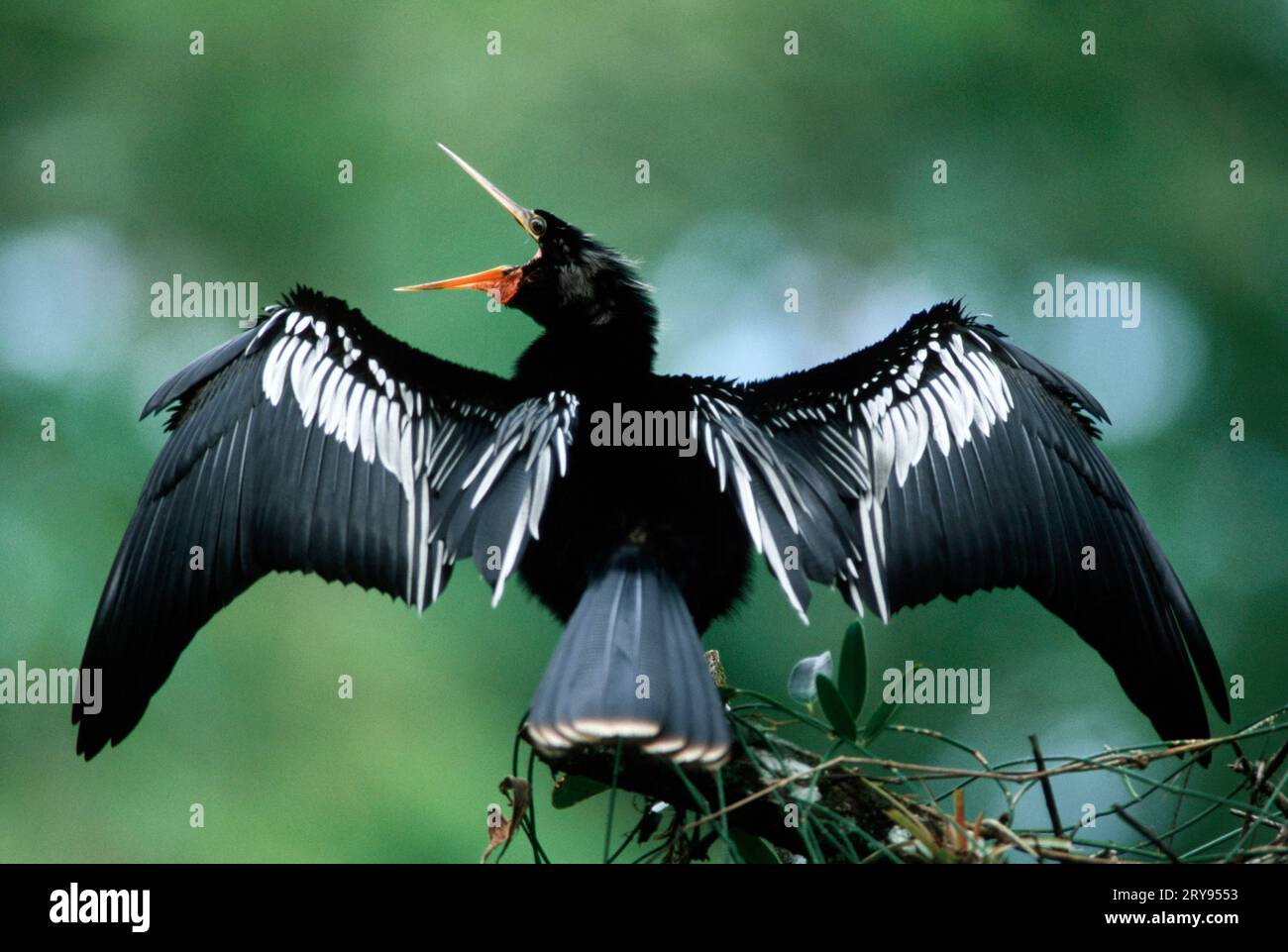 Anhinga (Anhinga anhinga), male, Everglades National Park, Florida, USA ...
