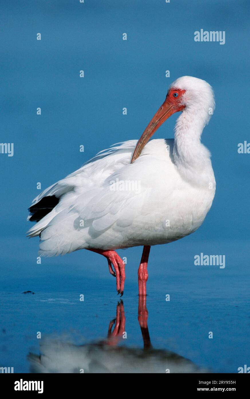 White Ibis, Sanibel Island, Florida, USA, american white ibis ...