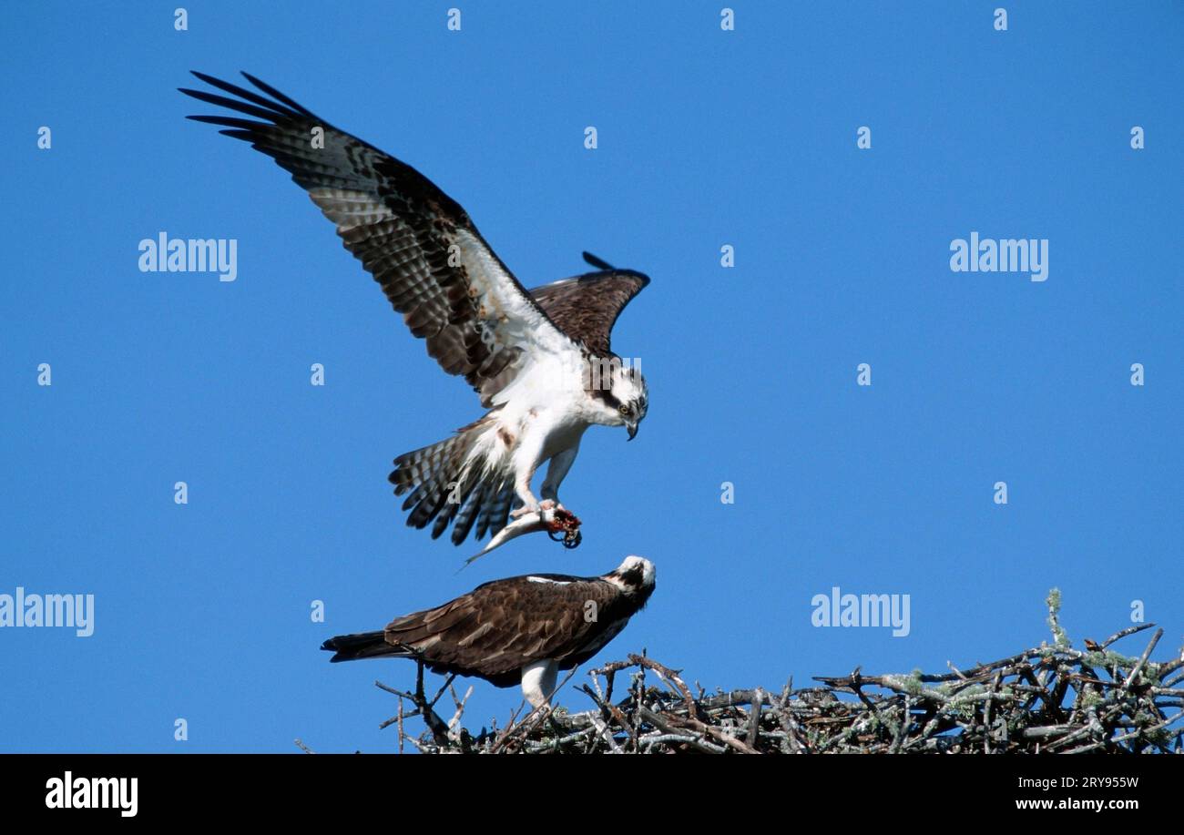 Osprey bringing fish to nest, Sanibel Island, Florida, USA, western ...