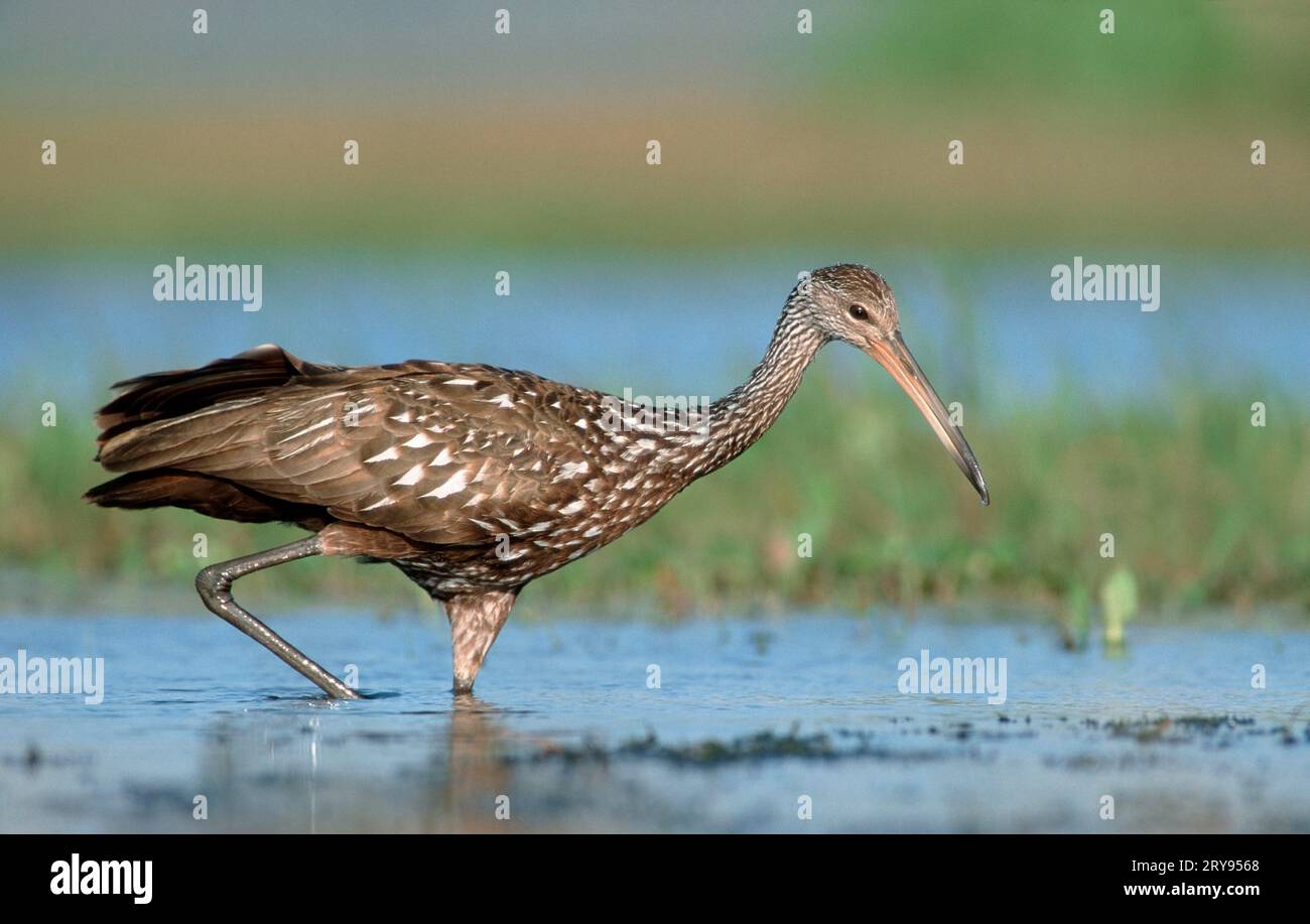 Limpkin (Aramus guarauna), Myakka State Park, limpkin, Page, USA Stock ...