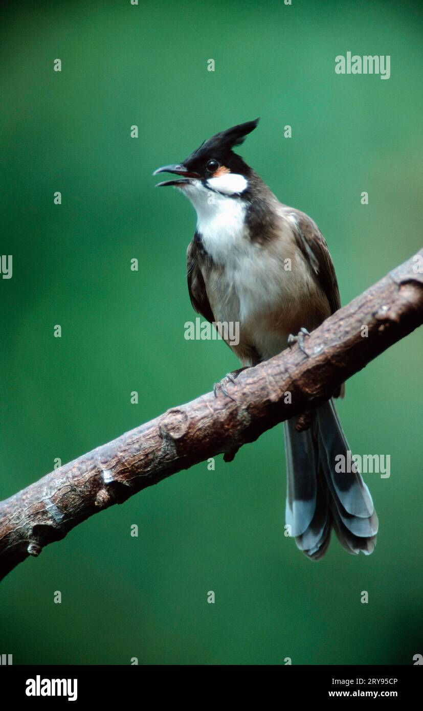 Red-whiskered Bulbul (Pycnonotus jocosus Stock Photo - Alamy