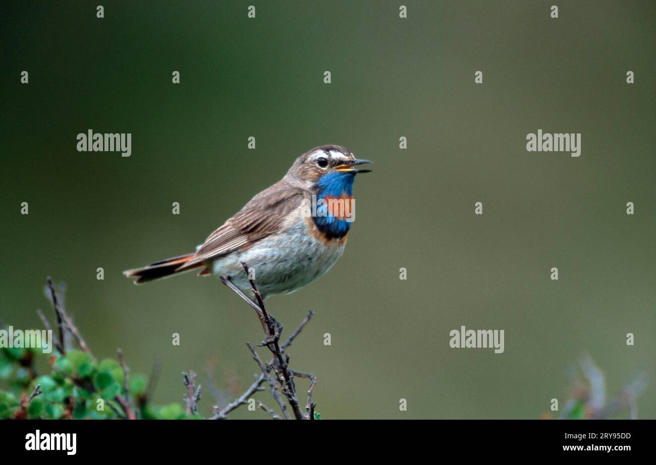 Bluethroat (Luscinia svecica svecica), Dovre Fjell, Norway, side Stock ...