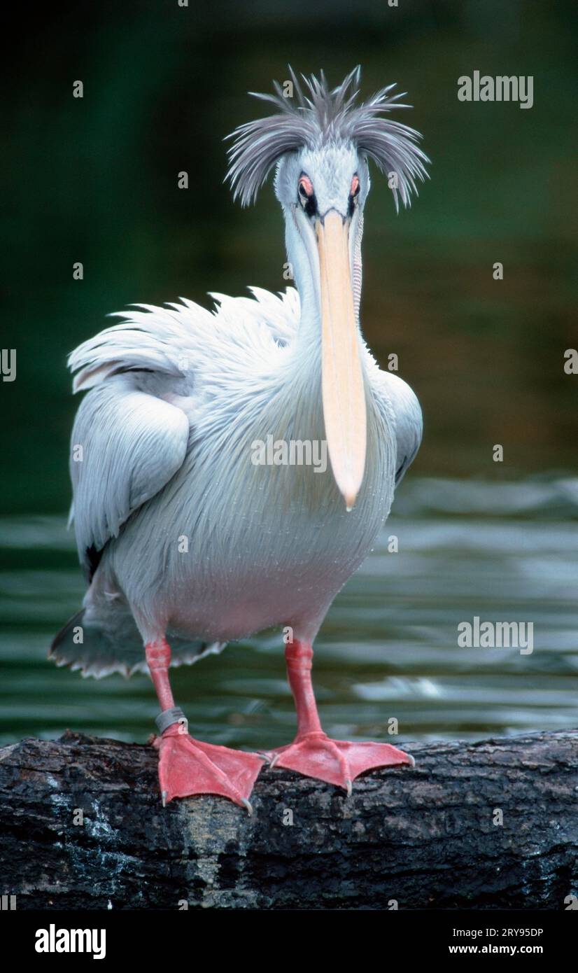 Pink-backed pelican (Pelecanus rufescens Stock Photo - Alamy