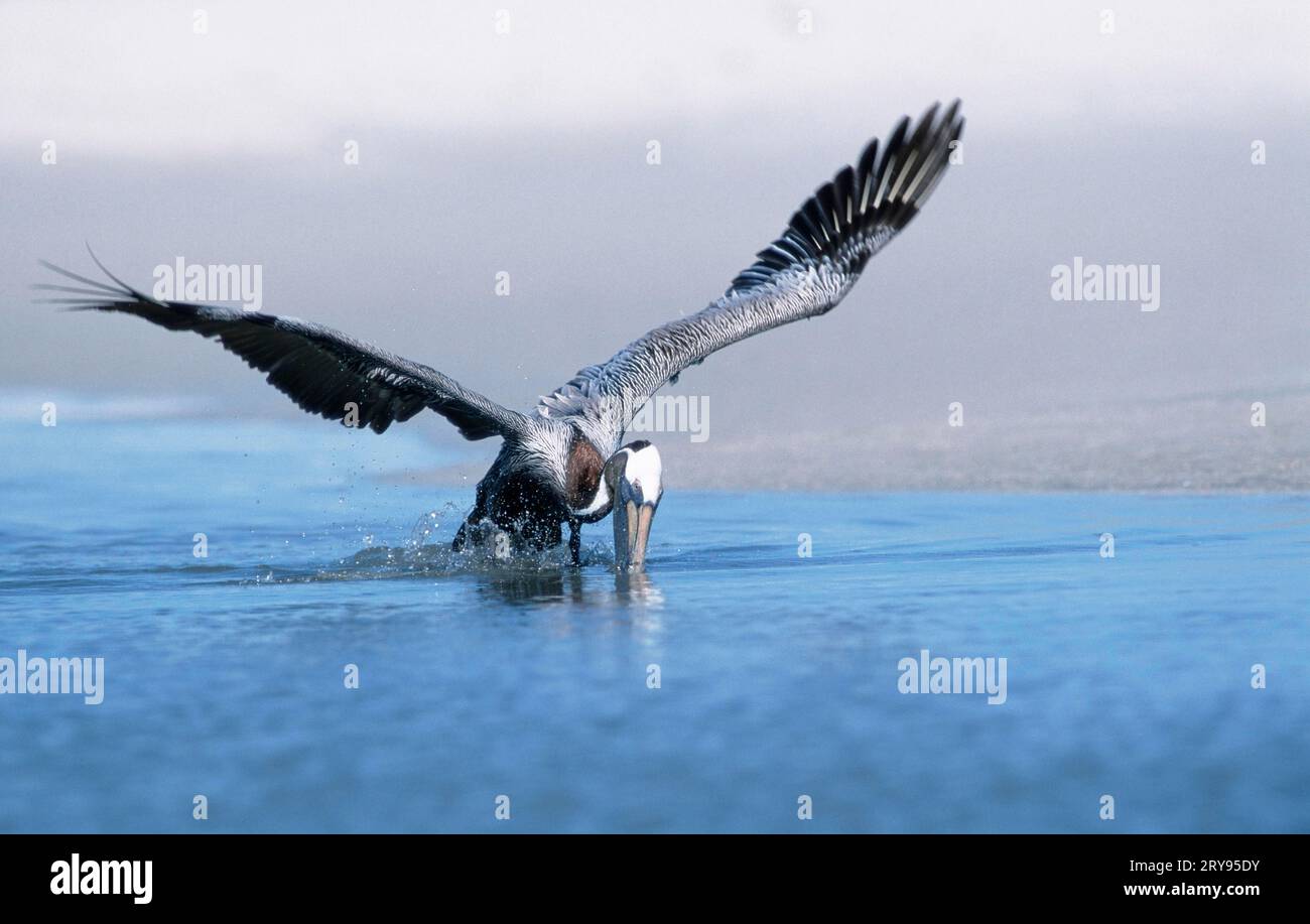 Brown Pelican (Pelecanus occidentalis), hunting, Sanibel Island ...