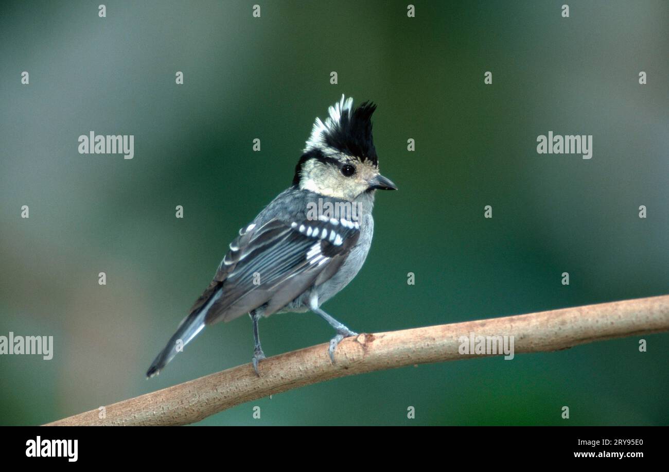 Chinese Yellow Tit (Parus spilonotus), side Stock Photo - Alamy