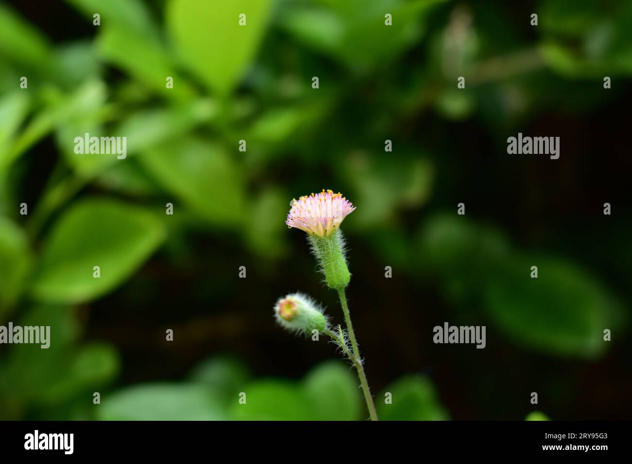 Beautiful Emilia sonchifolia flower fromplant considered a undergrowth ...