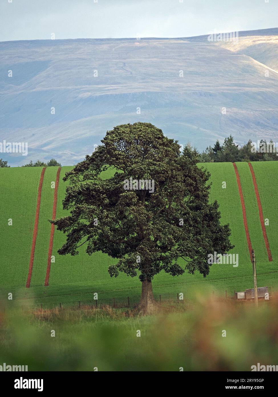 single upright Sycamore tree between brown parallel tracks across ...