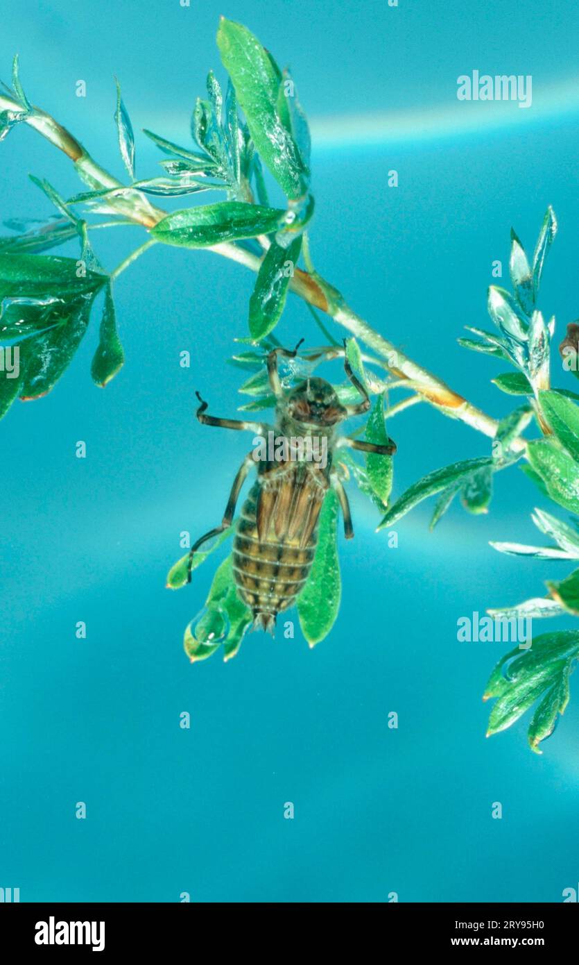 Dragonfly, larva, Italy (Cordulegaster), spring damselfly, larva ...