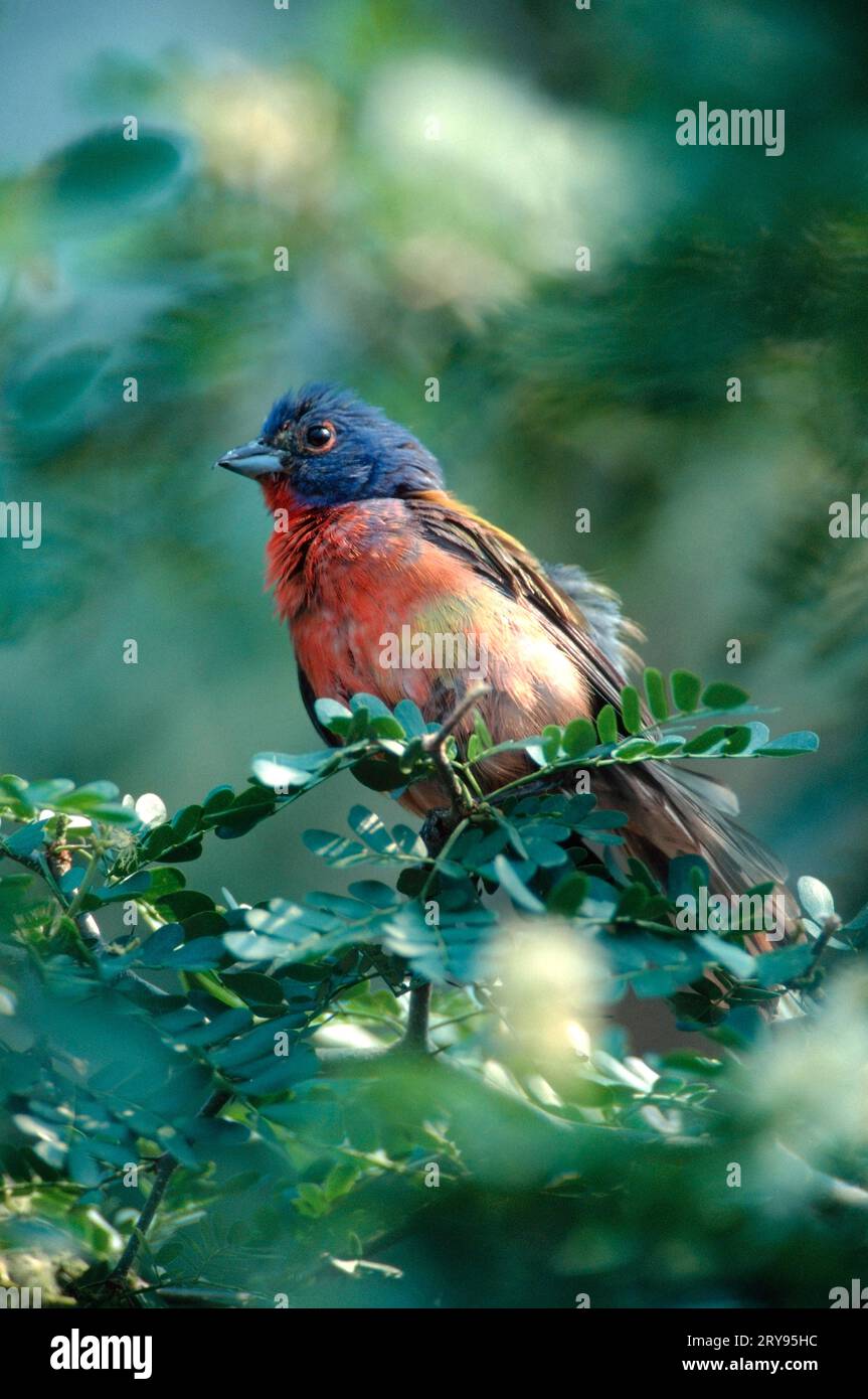 Painted Bunting (Passerina ciris), Everglades national park, Florida ...