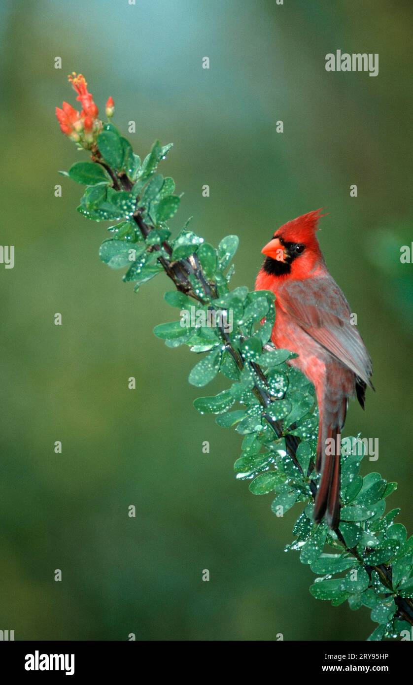 Male adult cardinal hi-res stock photography and images - Alamy