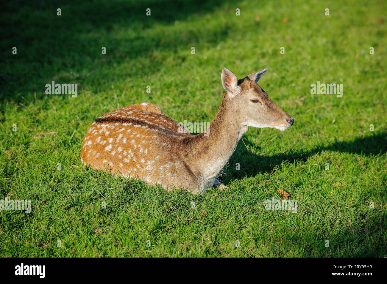 Fallow cow hi-res stock photography and images - Alamy
