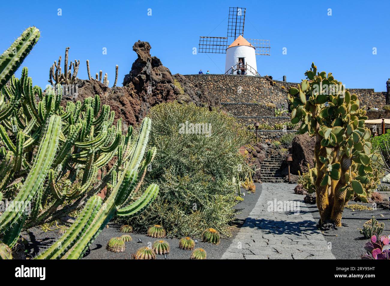 View through between cactuses (Cactaceae) Cactuses on path and stairs ...