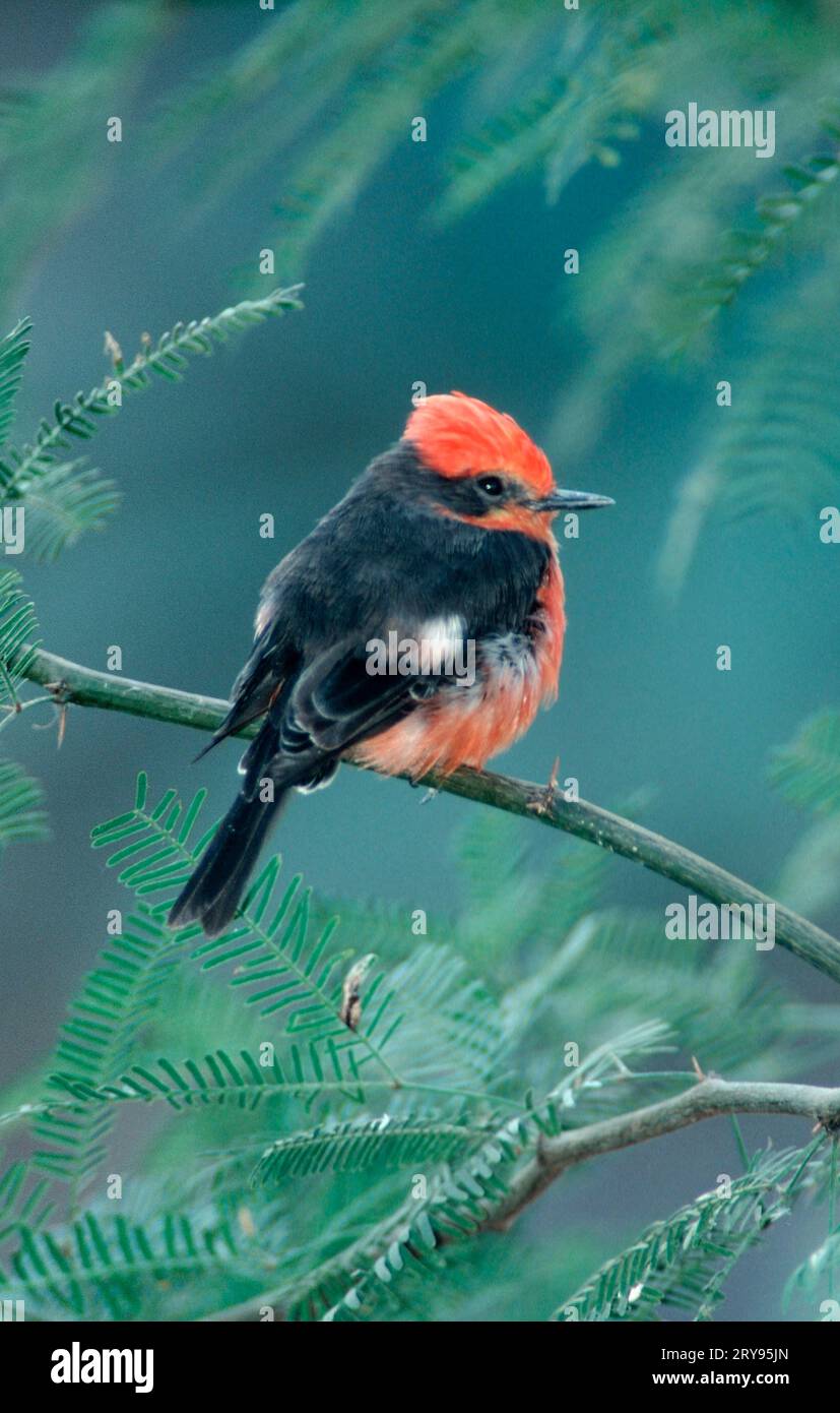 Vermilion flycatcher (Pyrocephalus rubinus), page Stock Photo - Alamy