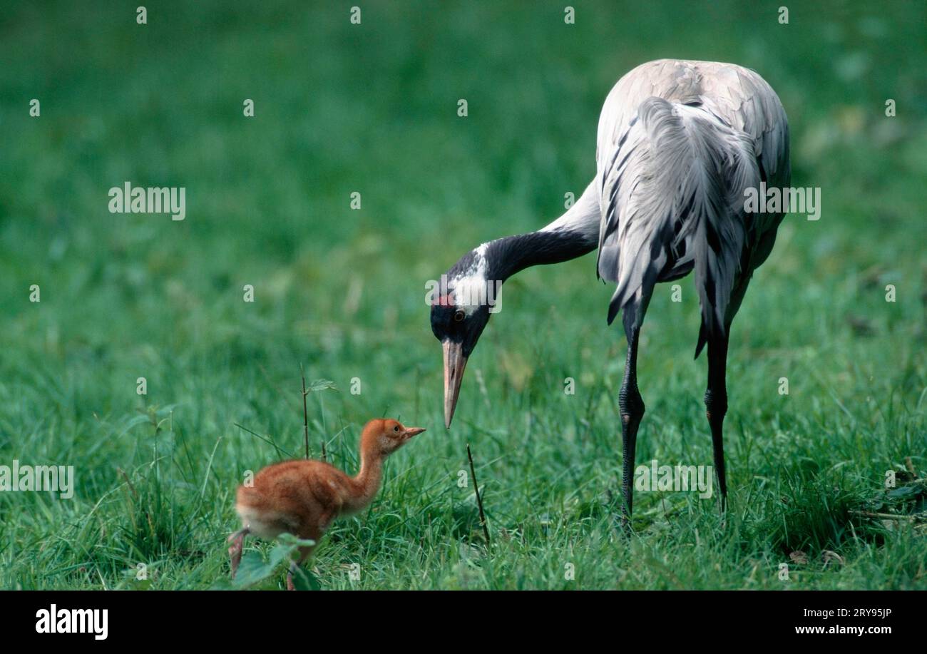 Common Crane with chick, Europe, animals, bird, birds, juvenile, young ...