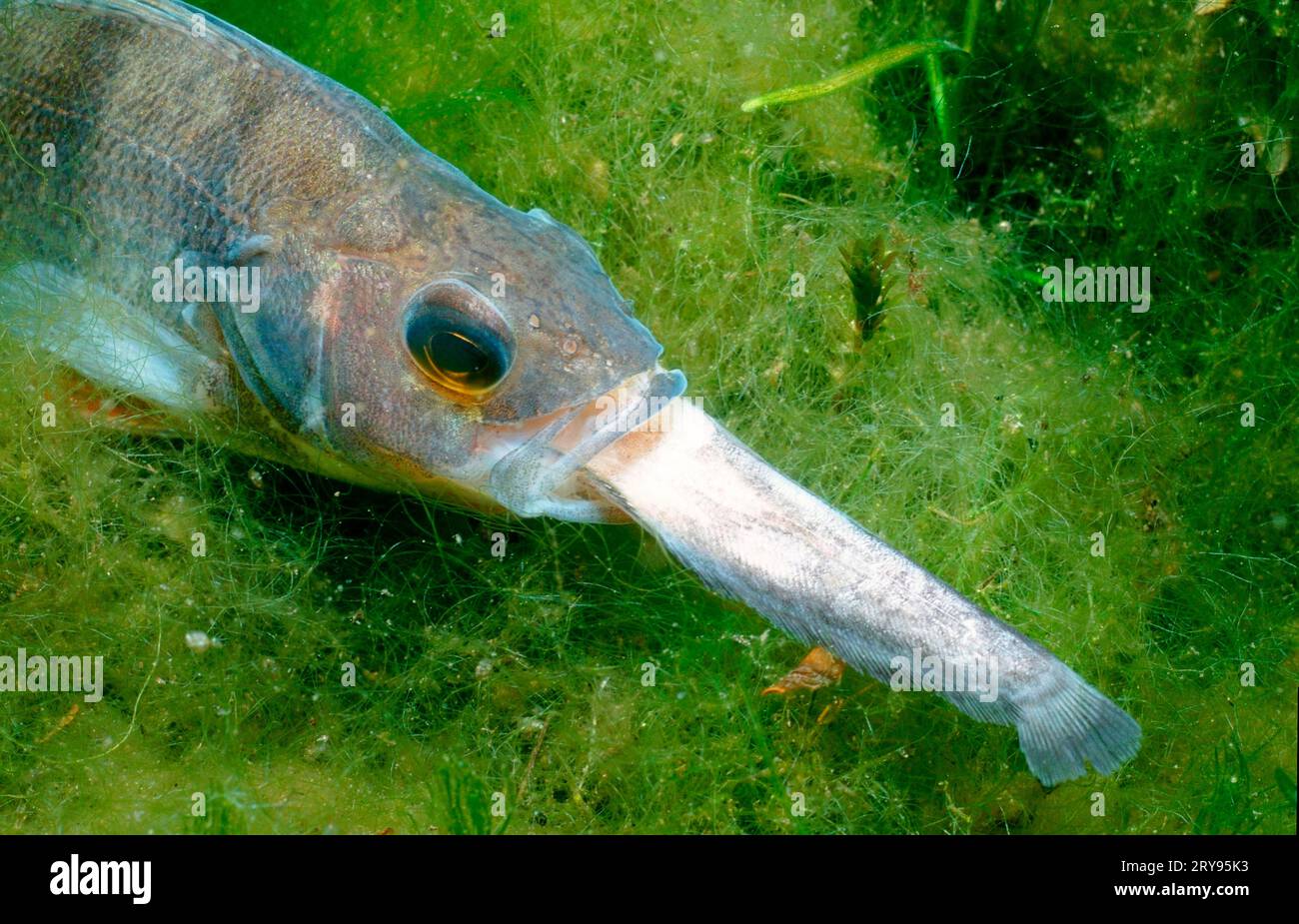 European perch eating young catfish, Lake Constance, Perca fluviatilis ...