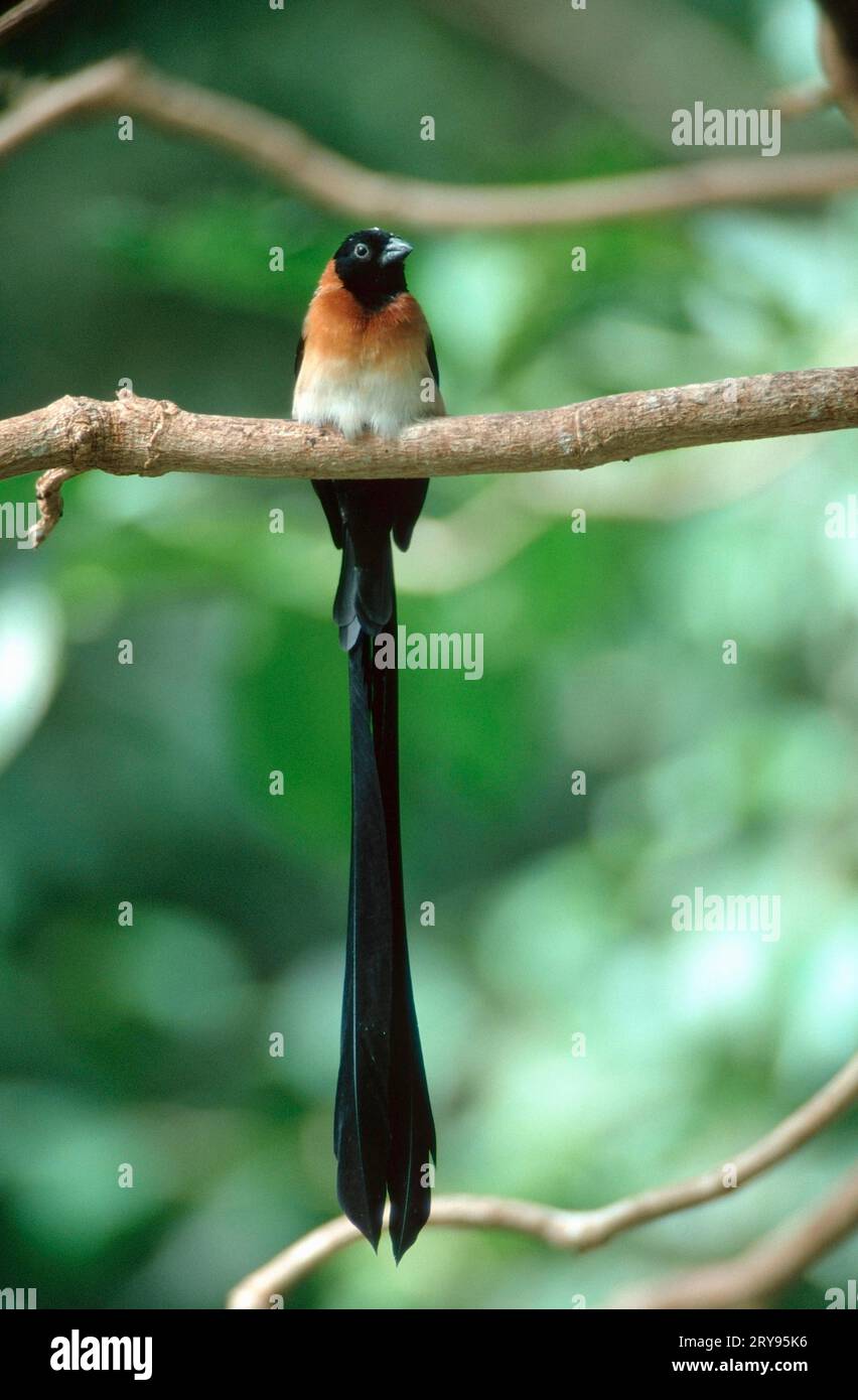 Paradise Whydah (Vidua paradisaea) (Steganura paradisea Stock Photo - Alamy