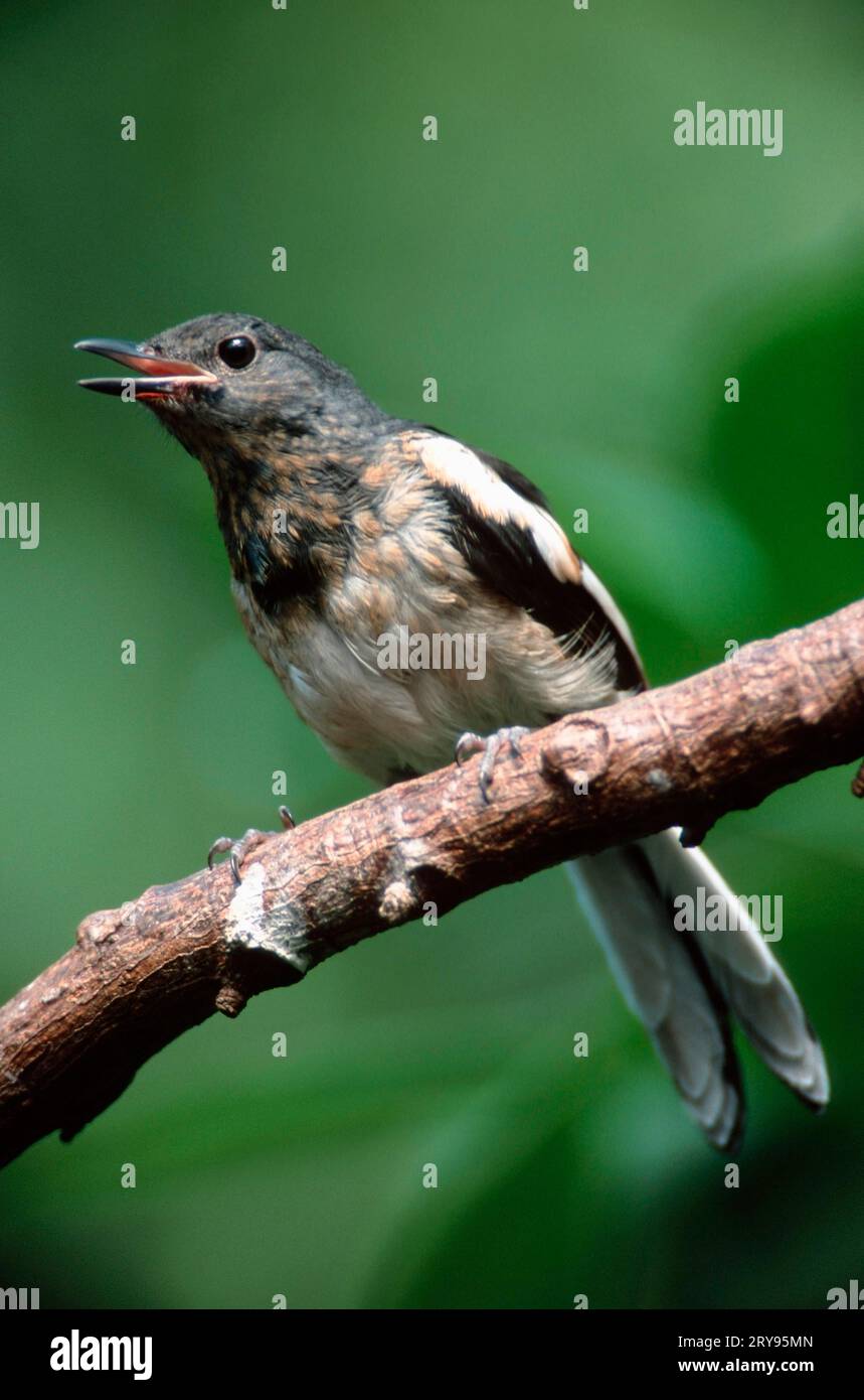 Magpie Robin (Copsychus saularis Stock Photo - Alamy