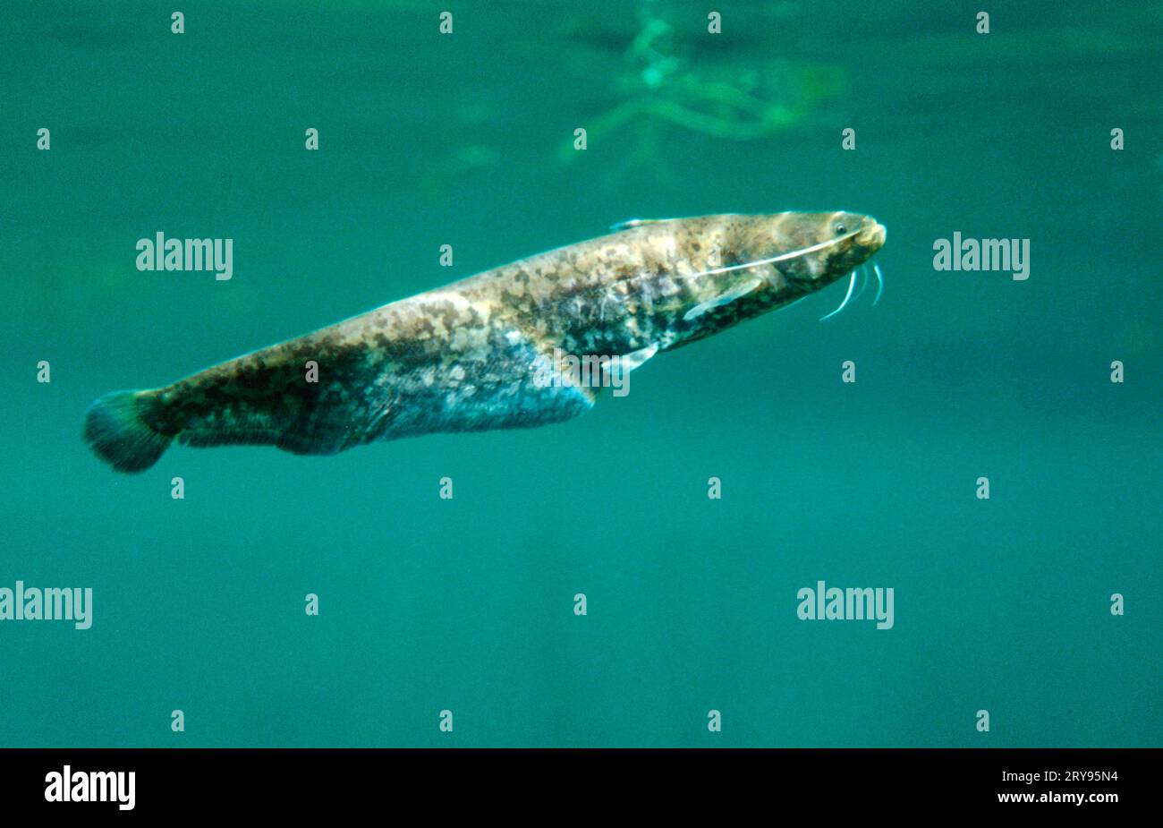 Wels catfish silurus glanis close hi-res stock photography and images ...