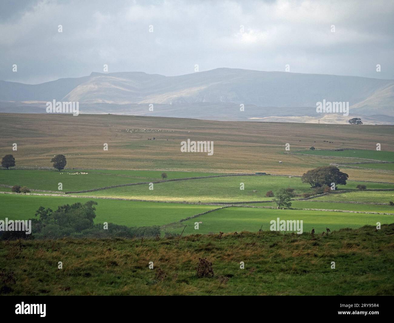 view from rough pasture across green walled fields of farmland to ...