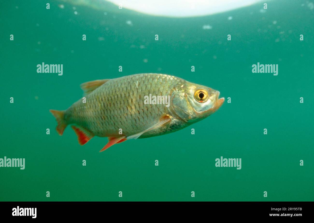 Rudd fresh water hi-res stock photography and images - Alamy