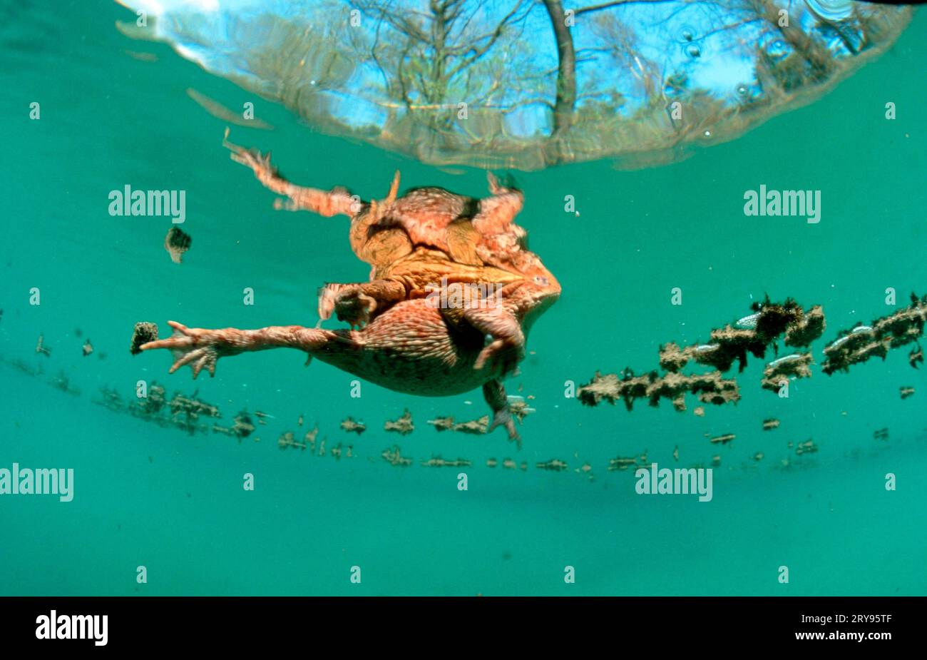 Common toads (Bufo bufo), pair, Auwaldsee, Baden-Wuerttemberg, Germany ...