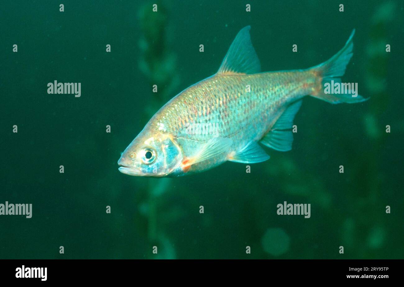 Tailor fish hi-res stock photography and images - Alamy