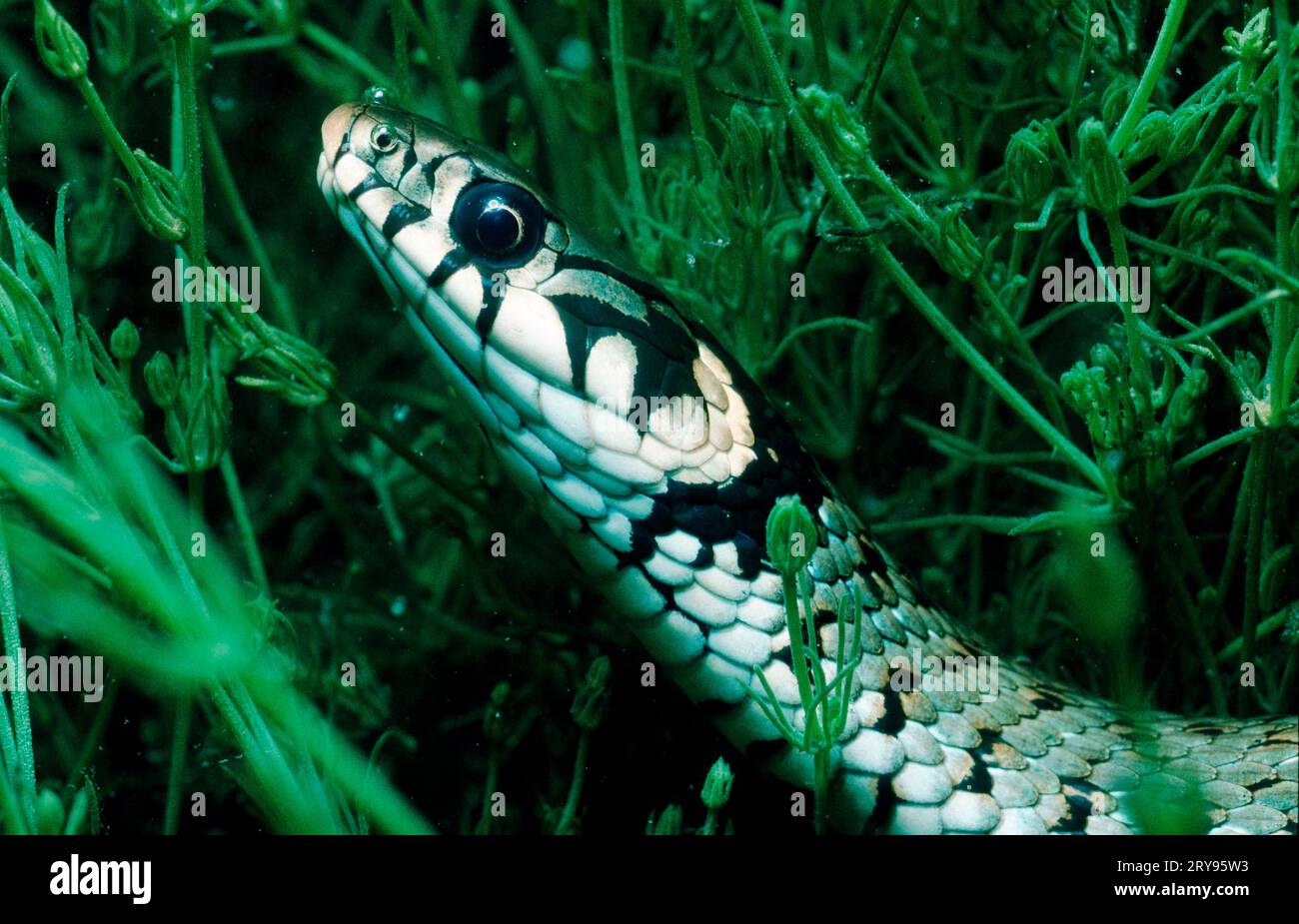 Standing snake hi-res stock photography and images - Alamy